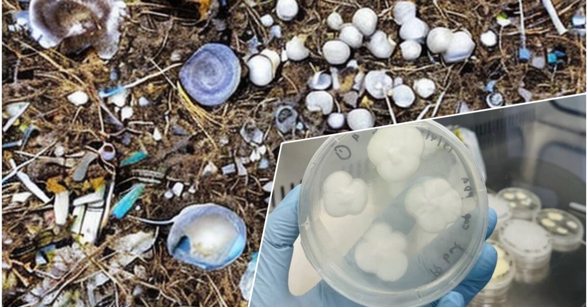 Fungi that promise to save the planet: scientists make a revolutionary ...