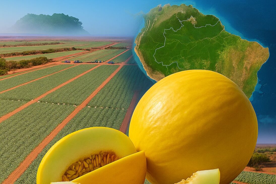 A maior fazenda de melão do Brasil: a gigante do sertão que colhe 1 ...