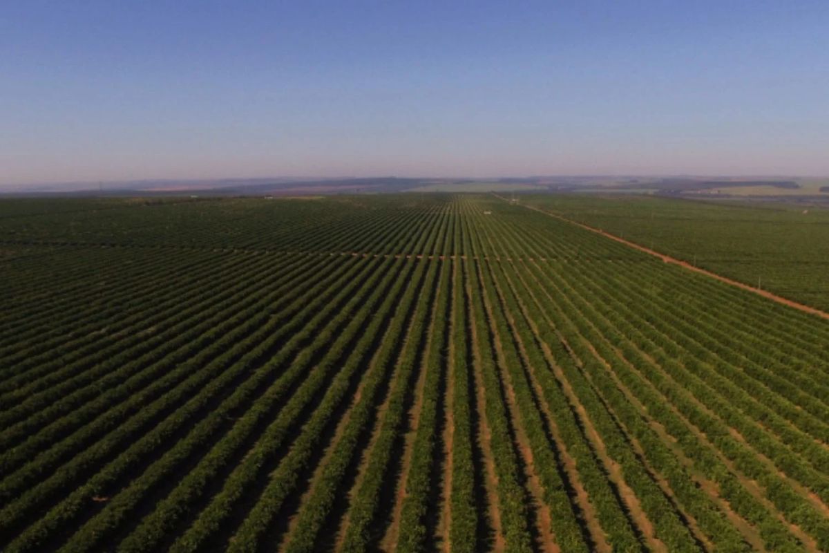 O maior pomar de laranjas do Brasil: a gigante de São Paulo com 40.000 ...