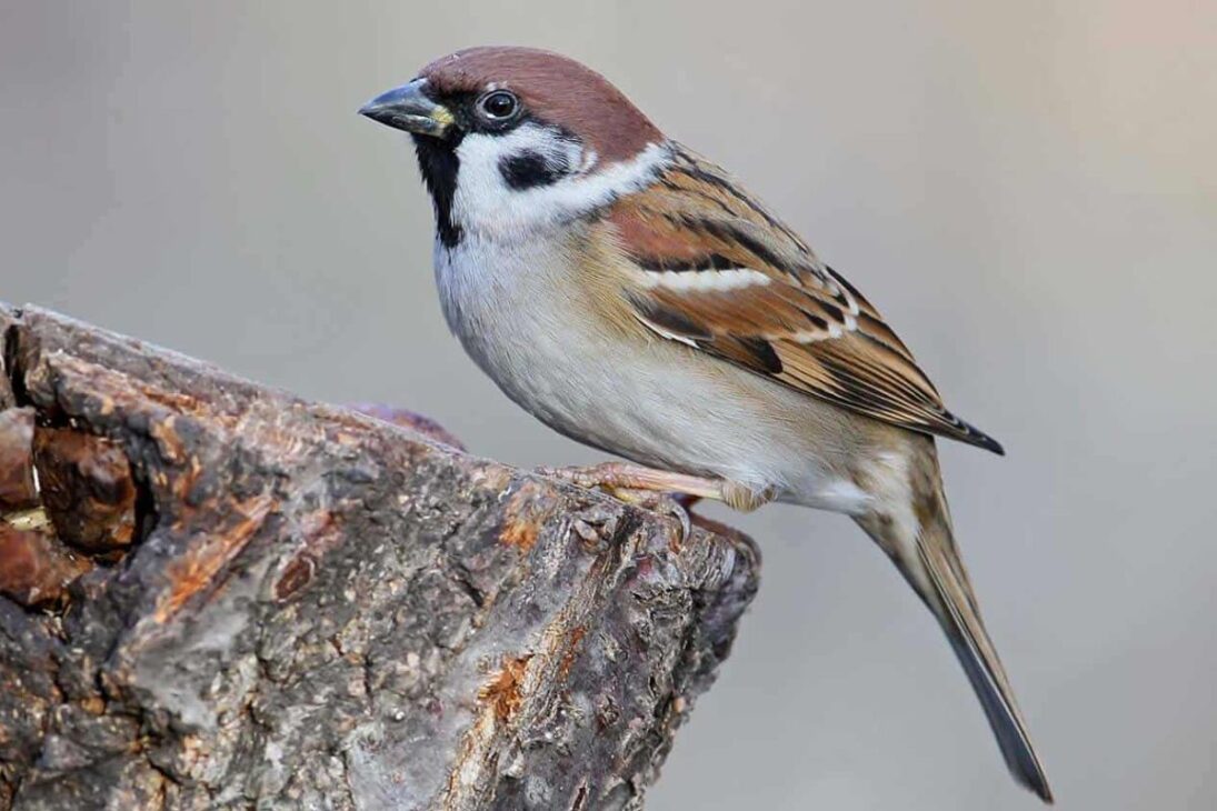 O silêncio nas cidades: por que os pardais, as aves mais comuns, estão ...