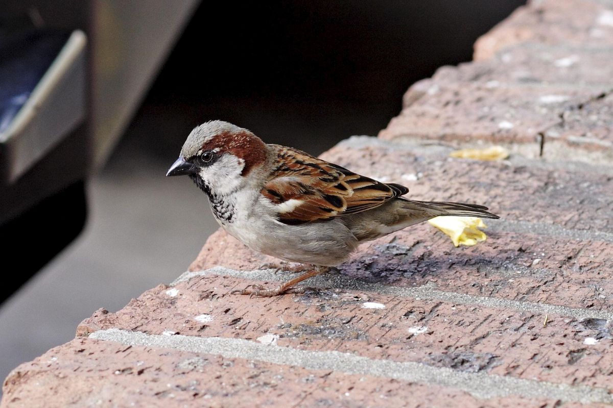 O silêncio nas cidades: por que os pardais, as aves mais comuns, estão ...