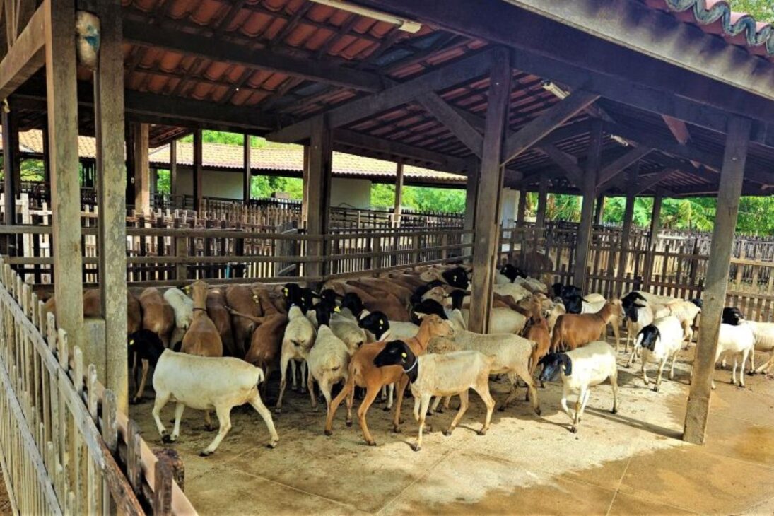 Produção de caprinos e ovinos fortalece o agronegócio nordestino com ...