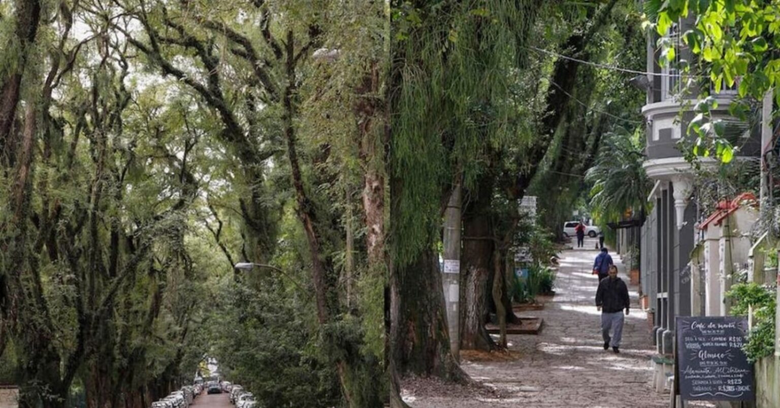 A rua mais bonita do mundo? Fica no Brasil e encanta com túnel verde de ...