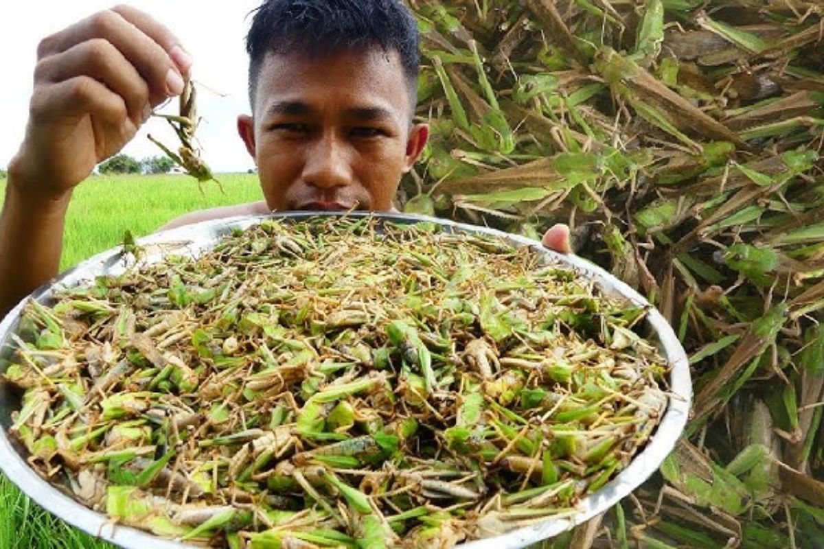 Billions of locusts raised for human consumption form a new global ...