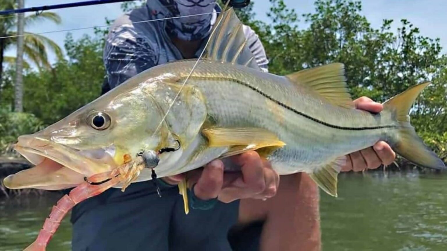 Peixe brasileiro pouco conhecido supera o salmão e entra para ranking ...