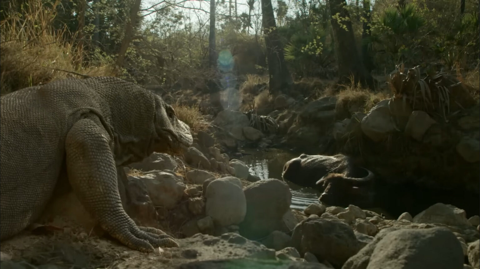 The largest living lizards on the planet: the size of a car, weighing ...