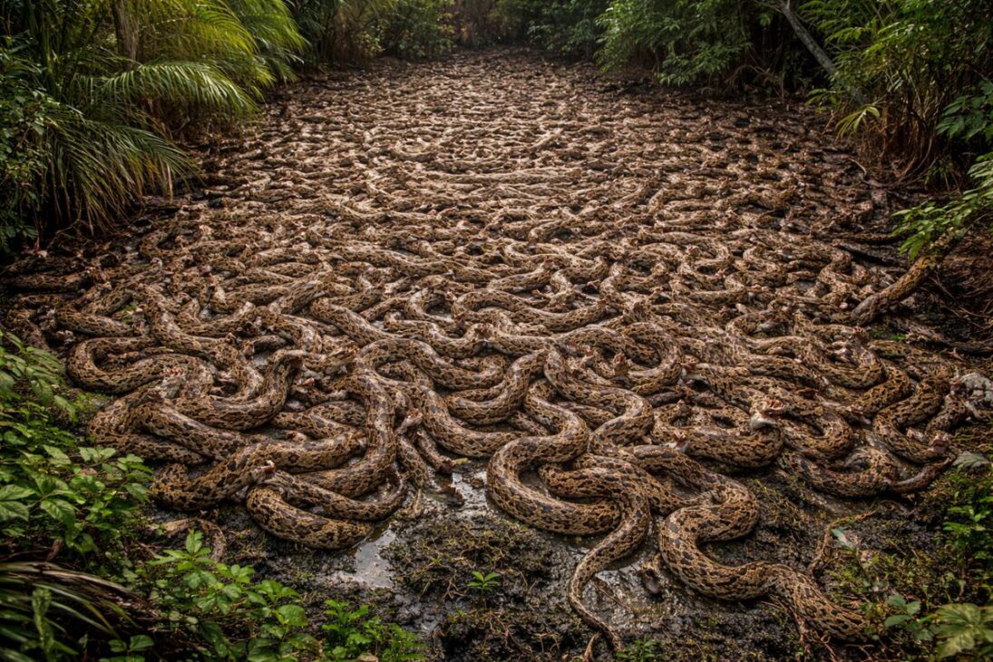 A Flórida tentou salvar os Everglades soltando cobras gigantes contra ...