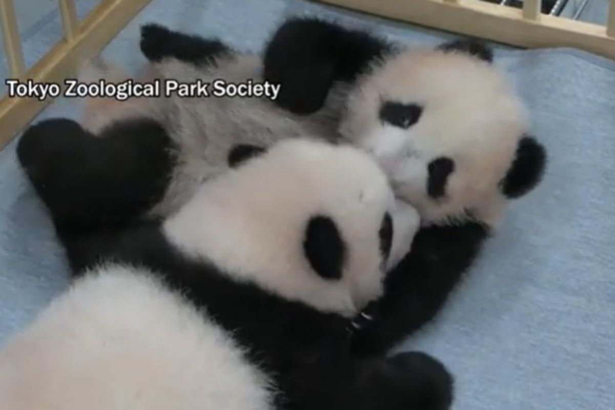 Adeus aos últimos pandas do Japão: Lei Lei e Xiao Xiao deixam hoje ...