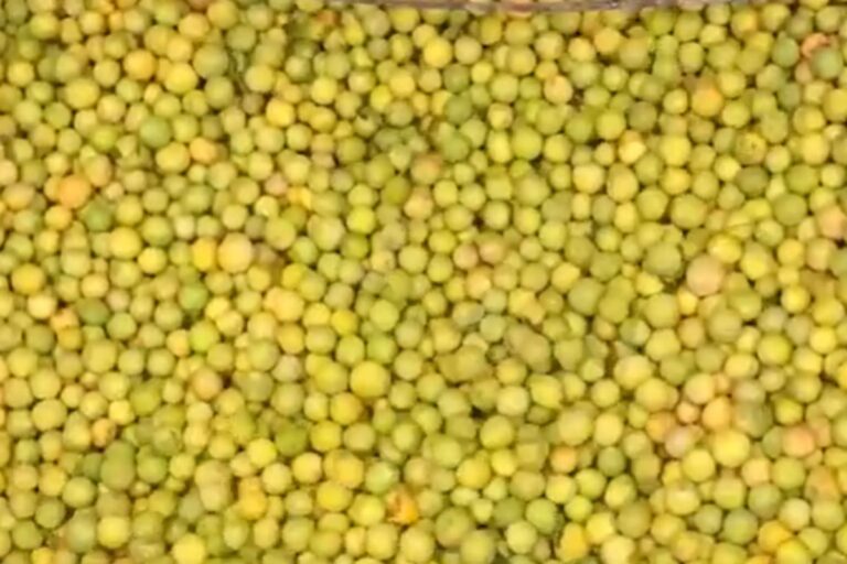 Brasileiro que começou do zero virou o maior mundo na laranja: a cada 3 ...