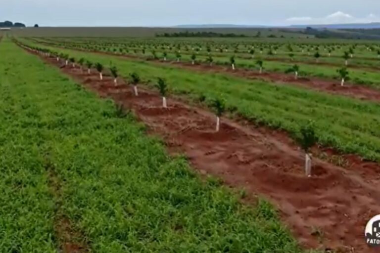 Brasileiro que começou do zero virou o maior mundo na laranja: a cada 3 ...
