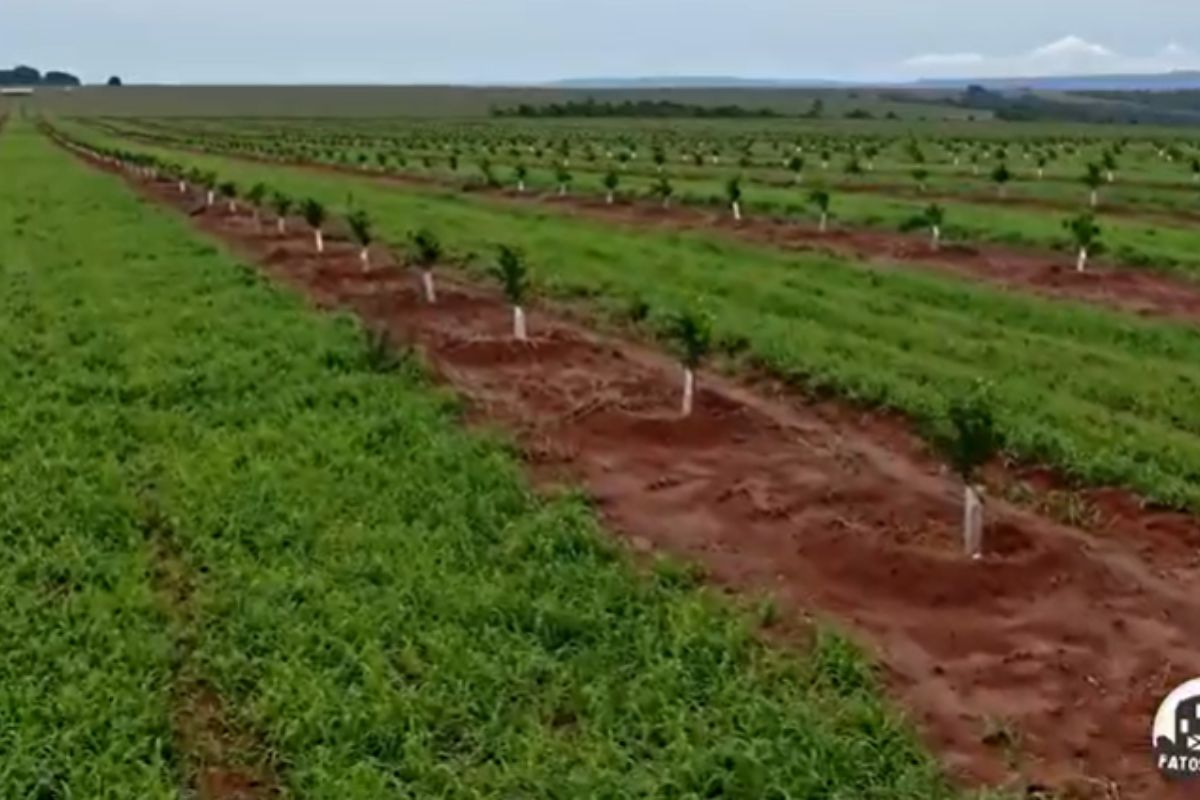 Brasileiro que começou do zero virou o maior mundo na laranja: a cada 3 ...