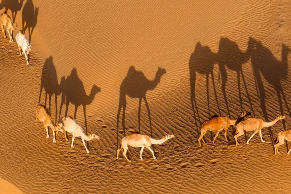 Camelos desafiam a lógica do deserto: aguentam dias sem água, deixam o ...