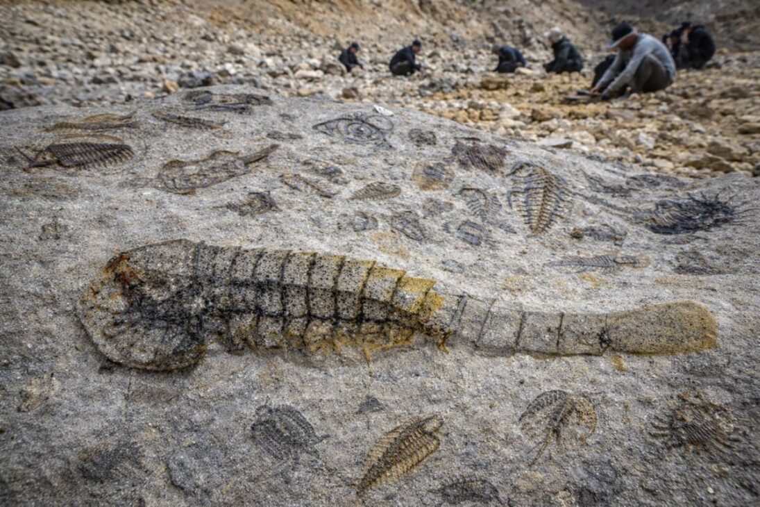 China unearths a lost world dating back 512 million years in a quarry ...