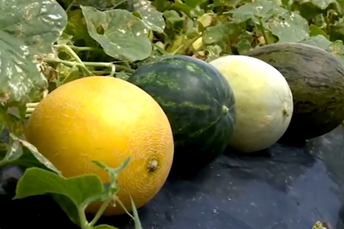 Do melão no RN com 10 mil hectares e 1 milhão de frutas por dia ao ...