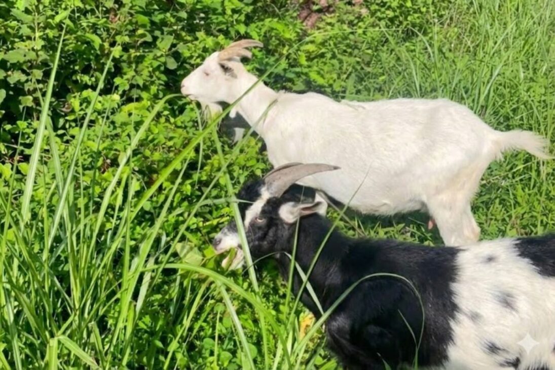 Duas cabras foram soltas por apenas uma semana em um terreno abandonado ...