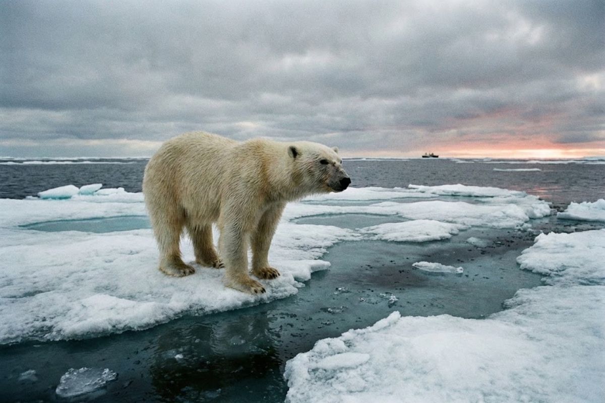 Gigante do Ártico, caçador perfeito do gelo, o urso polar luta para ...