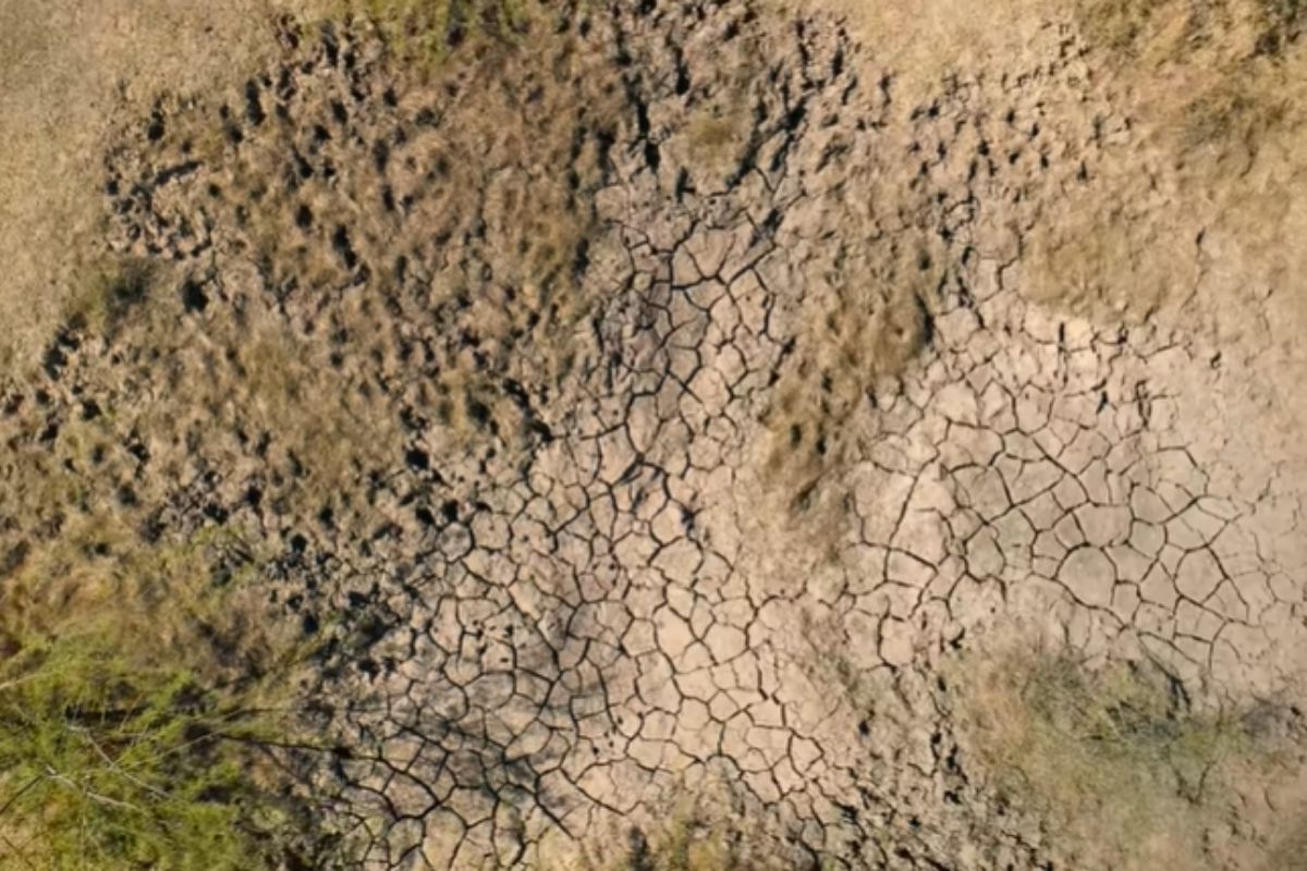 Laporiya transforma terra árida de um estado na Índia em paisagem ...