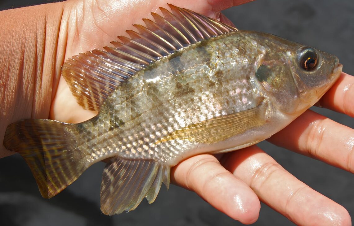 Um peixe africano está terraformando lagos ao alterar sedimentos ...