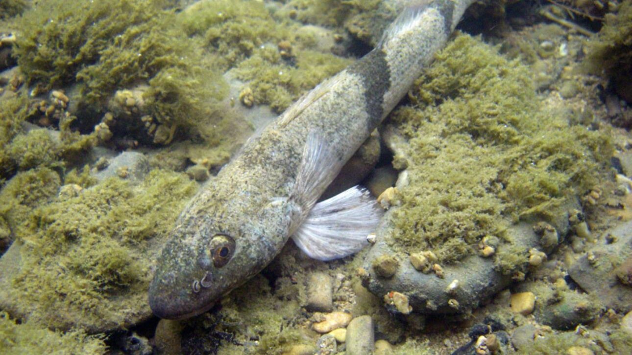 Peixe declarado extinto reaparece em um único rio após décadas ...