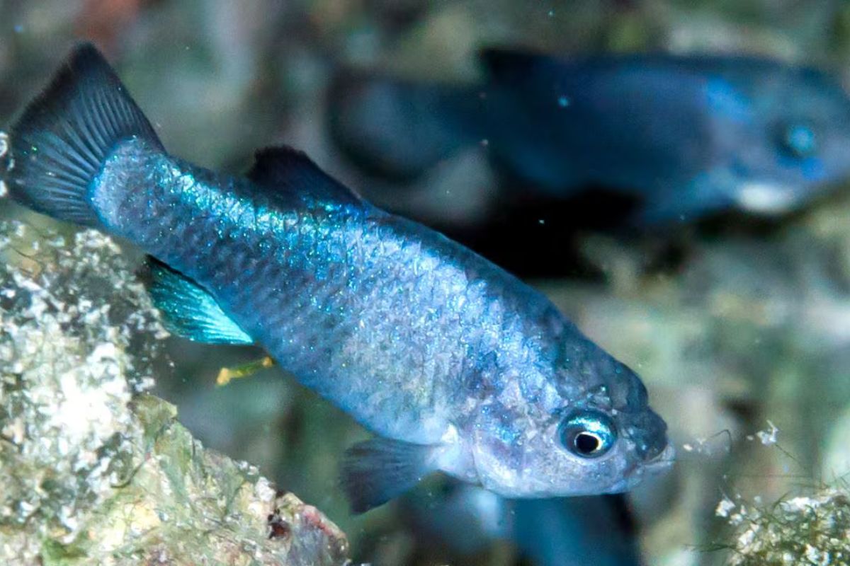 Por que o peixe mais raro do mundo vive preso num buraco tóxico no ...