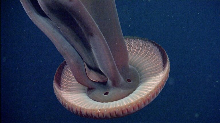 Enigma biológico do oceano profundo desafia pesquisadores modernos ...