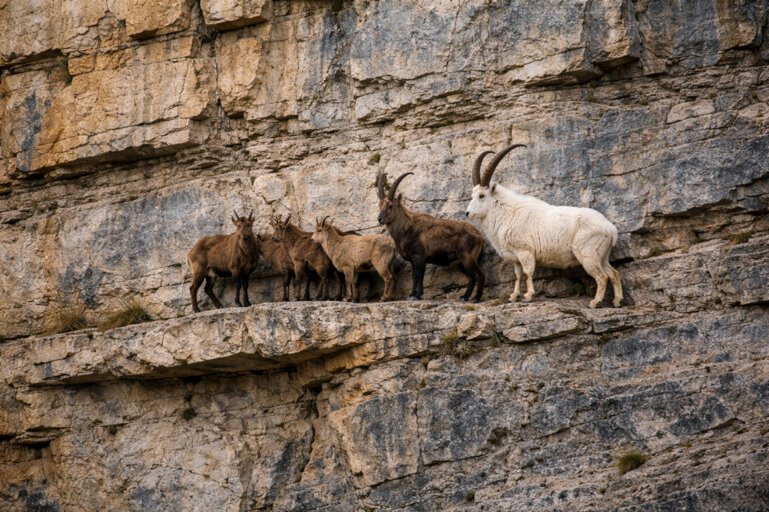Cabras aisladas desafían la lógica, sobreviviendo durante más de 200 ...