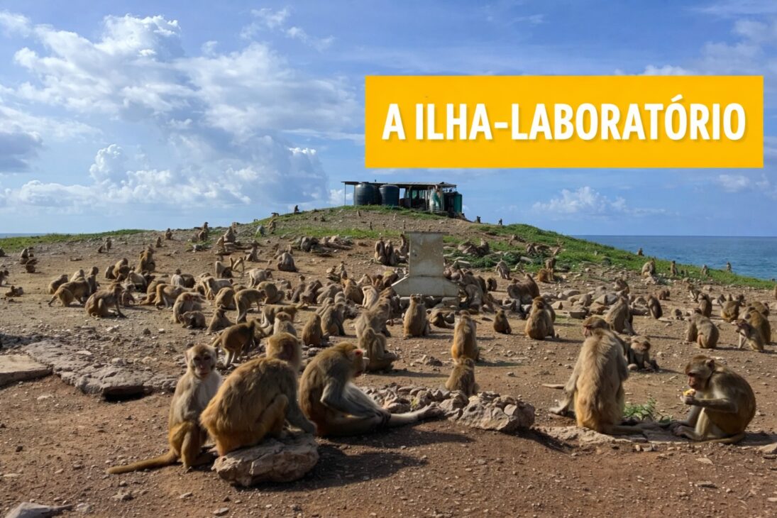 A ilha-laboratório no Caribe onde quase 2 mil macacos são observados há ...