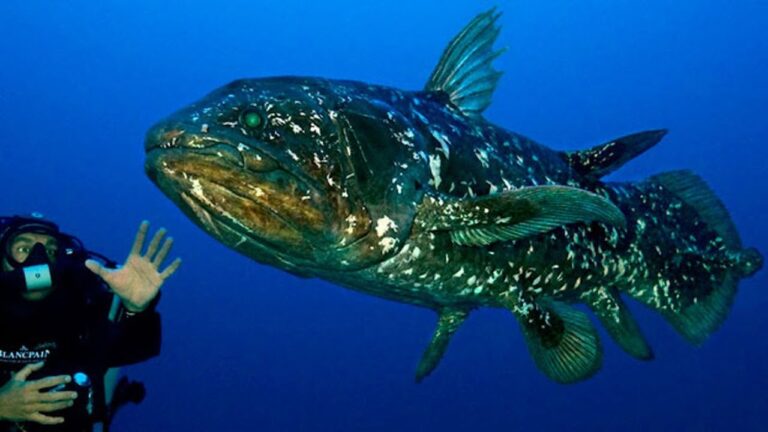 Considered extinct for 66 million years, the coelacanth was found alive ...