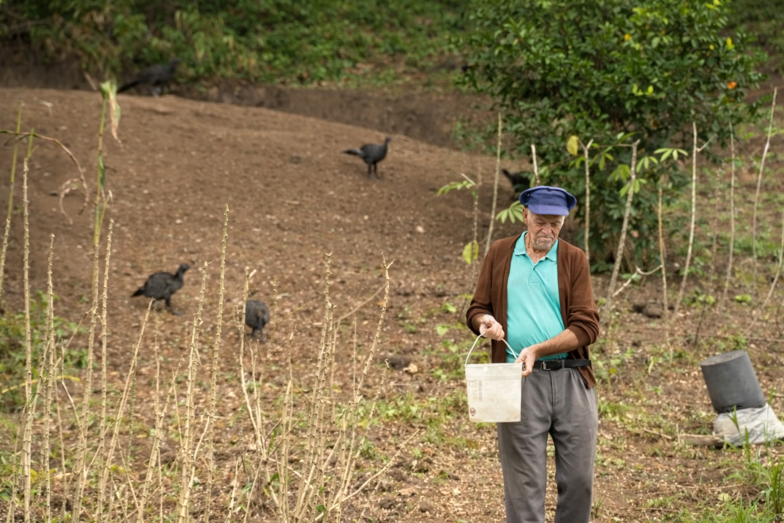 Milho ao entardecer e silêncio no quintal: agricultor transforma antiga ...