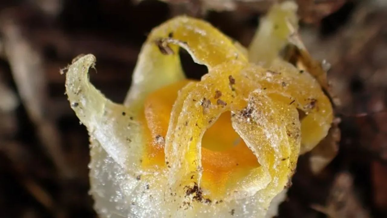 Planta dada como extinta foi encontrada em floresta do Japão após mais ...