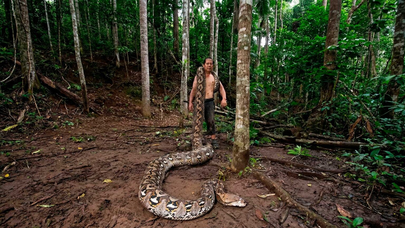 Com 7,22 metros e pesando 96,5 kg, píton gigante é descoberta na ...