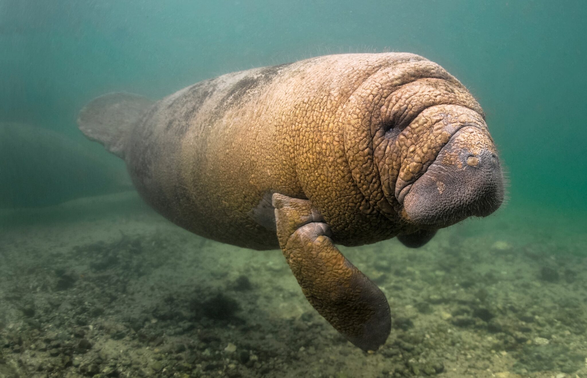 Pesando mais de 400 kg e com gestação de até um ano, o peixe-boi-da ...