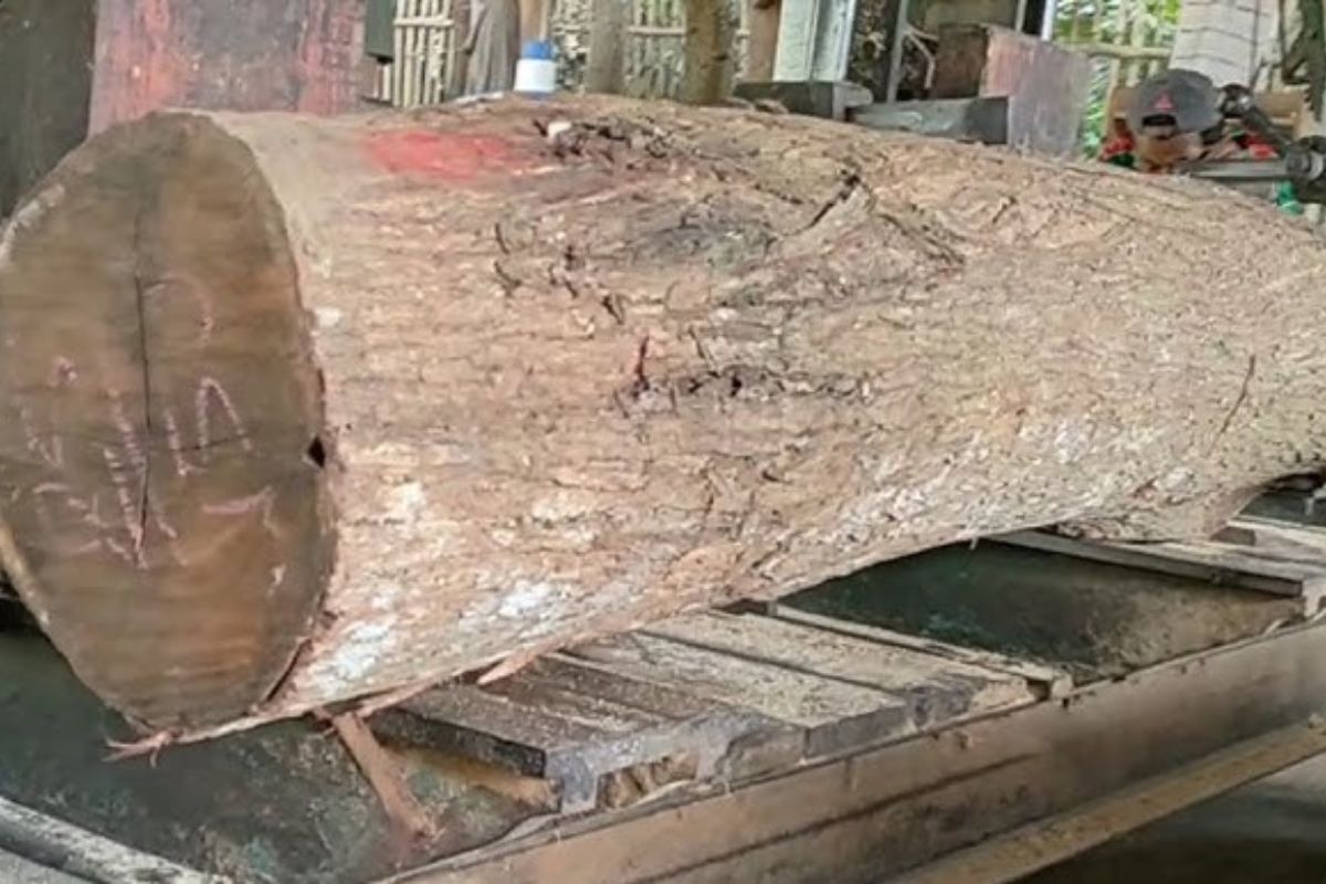 Black wattle, a tree capable of producing wood that lasts over 100 ...