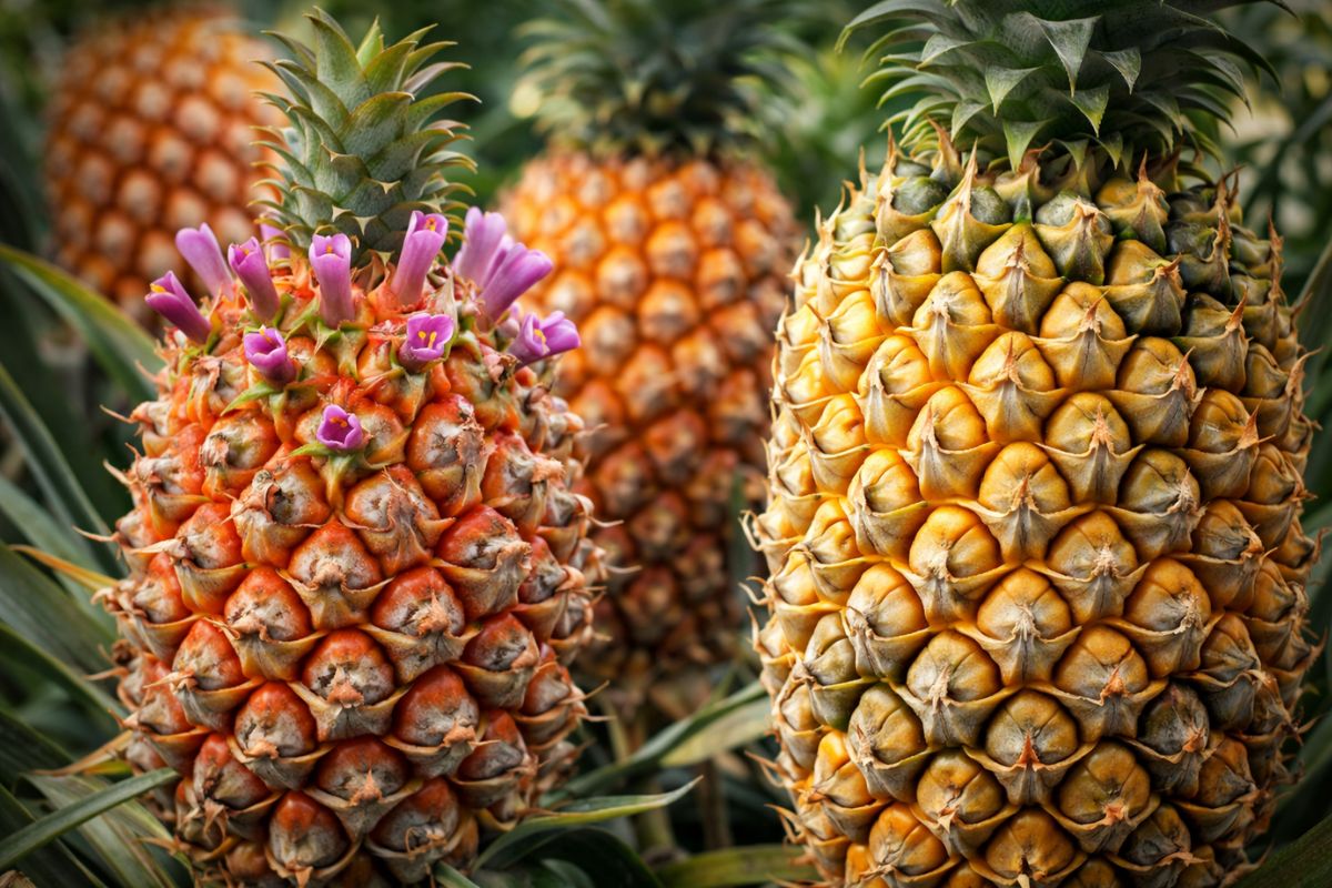 Cada abacaxi que você come é na verdade até 200 frutas diferentes ...