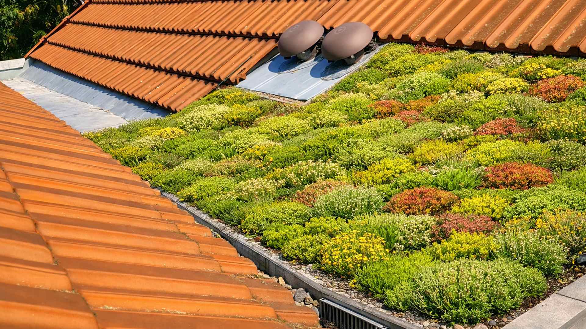 Telhados verdes prometem menos calor, mais biodiversidade e até ...