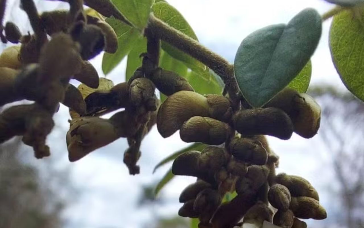 Descoberta em 2026, nova planta da Caatinga intriga cientistas após ...