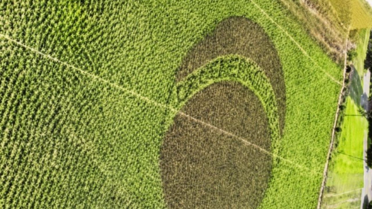 Agricultor transformou plantação de alface em bandeira gigante do ...