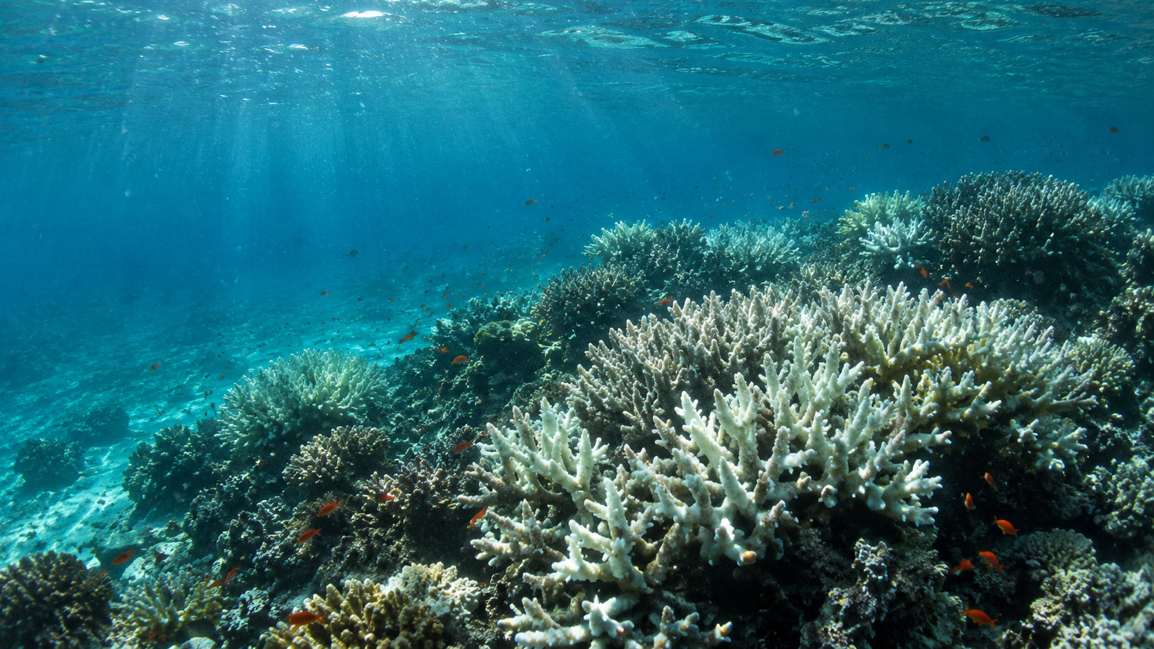 Alerta da ONU revela que oceanos estão aquecendo em ritmo recorde, gelo ...