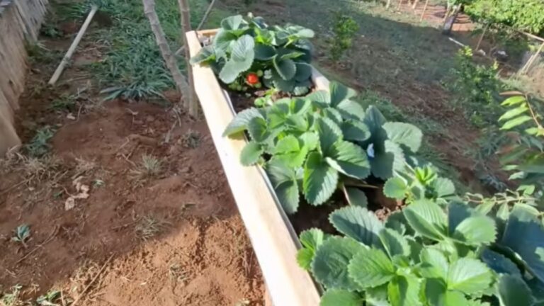 Casal larga a cidade para viver na roça, cultiva horta sem agrotóxicos ...