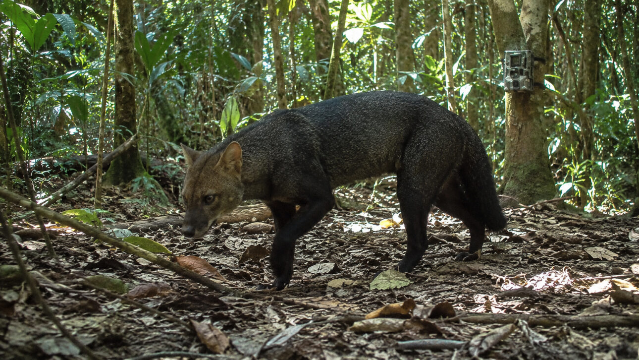 Câmeras escondidas na selva flagram cachorro fantasma da Amazônia por ...